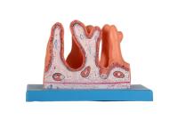 China 400X Life Size Anatomical Internal Surface of Jejunum Model PVC Medical Teaching Aid for sale