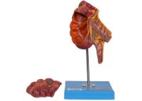 China PVC Appendix Caecum Human Anatomy Model 17 Positions For Medical Training for sale