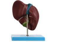 China 22 Positions Displayed PVC Liver Model for Medical Training 14cm 0.94 kg for sale