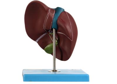 China 22 Positions Displayed PVC Liver Model for Medical Training 14cm 0.94 kg for sale