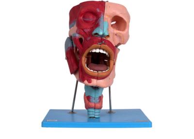 China Human Anatomical Head Model Nasal Oral Pharynx Larynx Cavities 2X Life Size 42cm PVC for sale