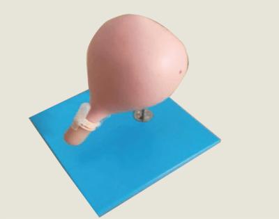China Gynecologic Cervical Circumcision Model for Cerclage Training PVC ISO 9001 for sale