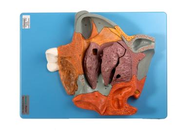 China Median Sagittal Human Nasal Cavity Anatomy Model 29cm Magnified Training PVC for sale