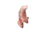 China Natural Size Rectum and Anal Canal Anatomical Model PVC 16.5cm Medical Teaching for sale