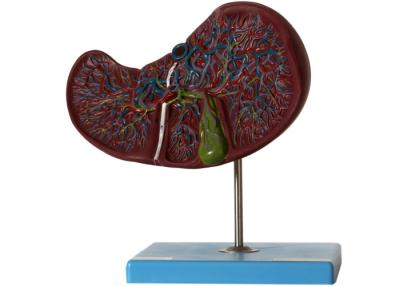China Liver And Gall Bladder Model 28 Positions For Schools Learning for sale