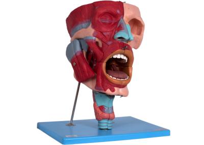 China Nasal Oral Pharynx Larynx Cavities Anatomy Model 10 Parts 113 Positions 2X Life Size for sale
