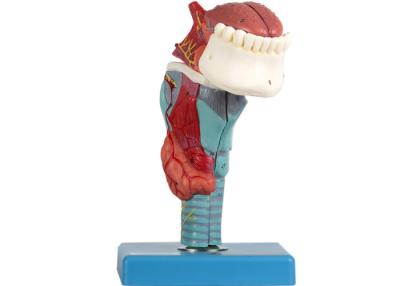 China Larynx Human Anatomy Model 5 Parts Shows Anatomical Structure for sale