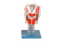 China Functional Larynx Model For Simulating Opened / Closed Glottis for sale