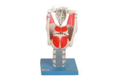 China Functional Larynx Model For Simulating Opened / Closed Glottis for sale