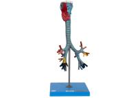 China Human Anatomy Larynx, Trachea And Bronchial Tree Model For Training for sale