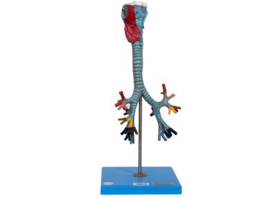 China Human Anatomy Larynx, Trachea And Bronchial Tree Model For Training for sale
