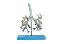 China Anatomy Trachea Model 26 Positions Bronchi For School Training for sale
