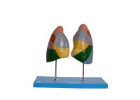 China Ten Lung Segments Human Anatomy Model For Colleague Training for sale