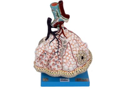 China Human Lung Lobule and Alveolus Anatomy Model Magnified 28cm PVC Medical Education for sale