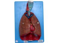 China Human Anatomy Larynx Heart Lung Blood Vessels Model 70 Positions Medical Training for sale
