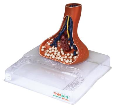 China Nerve Endings Synapses Model with 9 Positions Dispaly for Nursing School Training for sale