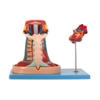 China Life Size PVC Mediastinum Model 3 Parts Medical School Training Anatomy for sale