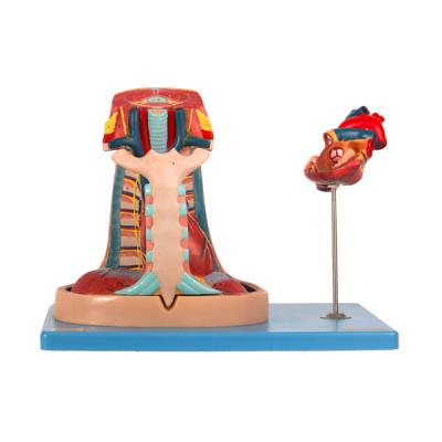China Life Size PVC Mediastinum Model 3 Parts Medical School Training Anatomy for sale