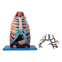 China Thoracic Cavity Anatomy Model 43x25x20cm PVC 17 Parts Medical School Training for sale