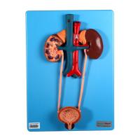 China Urinary Mode Include Kidney And Bladder For Schools Learning for sale