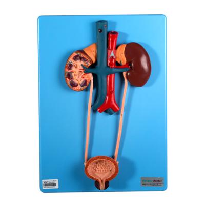 China Urinary Mode Include Kidney And Bladder For Schools Learning for sale