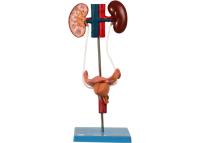 China Female Urinary Organ Model With 30 Positions Display For Training for sale
