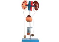 China Male Urinary Organ Model 30 Positions 40cm Advanced PVC Medical Training for sale