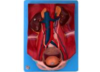 China Urinary System Shows Bladder Prostate And Right Kidney For Training for sale