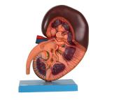 China ISO 14001 Kidney Human Anatomy Model For Colleges Training for sale