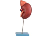 China Kidney and Paranephyros Anatomy Model 3 Times Life Size 27cm 12 Parts Medical Teaching for sale