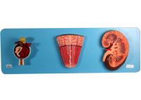 China Kidney Model With Nephron And Glomerulus For Medical Training for sale