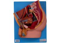 China Median Sagittal Section of Male Pelvis Model 27cm Medical Teaching Anatomy Board for sale