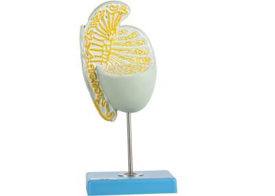 China Inner Struction Magnified Testicle Model For Medical Schools Training for sale