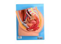 China PVC Female Pelvis Model with Genital Organs 25cm Medical Training for sale