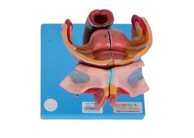 China Female External And Internal Genital Organs Model For Colleges Training for sale
