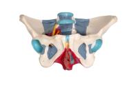 China Female Pelvic Model with Ligaments Life Size 21x30x22cm for Medical Training for sale