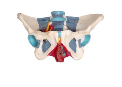 China Female Pelvic Model with Ligaments Life Size 21x30x22cm for Medical Training for sale