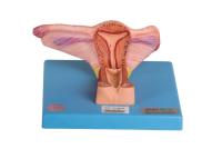 China Female Inner Genital Organ Model Coronal Section Ovary Ureter 7.5cm 17cm 13.5cm for sale