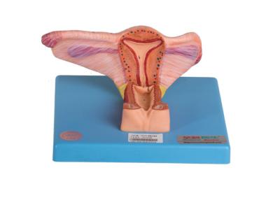 China Female Inner Genital Organ Model Coronal Section Ovary Ureter 7.5cm 17cm 13.5cm for sale