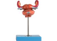 China Anatomical Uterus Model with Bladder and Ovary 9cm Height Medical Teaching Aid for sale