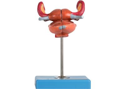 China Anatomical Uterus Model with Bladder and Ovary 9cm Height Medical Teaching Aid for sale