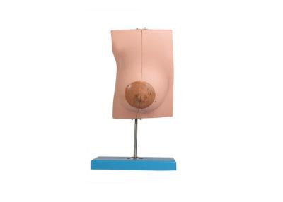 China Lactation Mammary Gland Model 2 Parts 18.5cm Medical Teaching Training for sale
