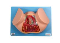 China 12 Positions Male Perineum Anatomical Model Life Size 28cm PVC Medical Training for sale