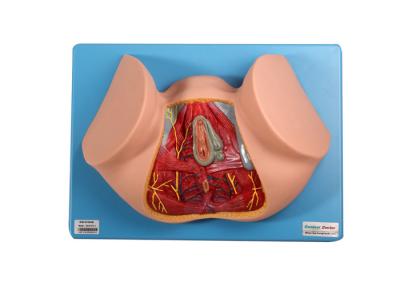 China 12 Positions Male Perineum Anatomical Model Life Size 28cm PVC Medical Training for sale