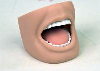 China Dental Nursing Manikin Adult Mouth Model with Full Teeth 32 Teeth ISO 9001 for sale