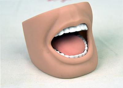 China Dental Nursing Manikin Adult Mouth Model with Full Teeth 32 Teeth ISO 9001 for sale