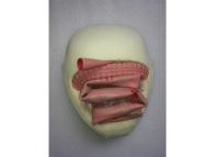 China Environmental Friendly PVC Medical Training Simulators Anastomosis Bowel Model for sale