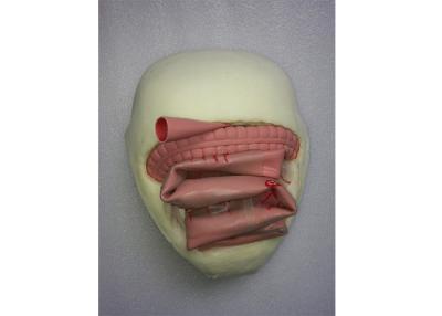 China Environmental Friendly PVC Medical Training Simulators Anastomosis Bowel Model for sale