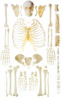 China Scattered bone human skeleton anatomy model for bone demonstration for sale