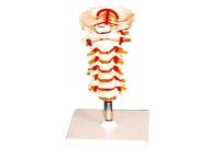 China Vertebral Vertebra with stander  Human Anatomy Model  for nursing school for sale